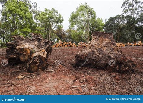 Large Tree Roots Logs Stock Photo Image Of Nature Heavy 27333862