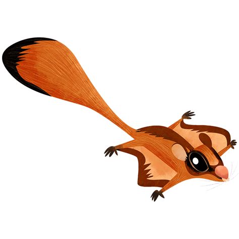 Red Giant Flying Squirrel Red Giant Flying Squirrel