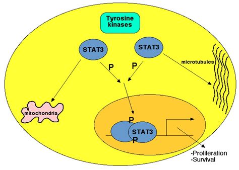 Stat3 Inhibition By Microtubule Targeted Drugs Dual Molecular Effects