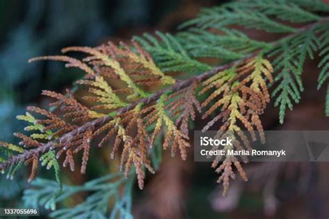 상록 나무 가지의 매크로 여러 가지 색깔의 가을 투자다채로운 배경의 배경 투자의 녹색 빨간색 노란색 젊은 분기의 클로즈업 투자 색 가지가 닫힙다 자연 배경 0명에 대한 스톡