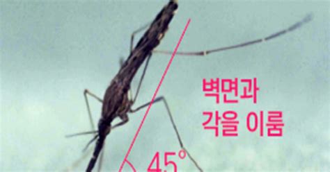 전국에 말라리아 경보 발령…질병청 파주에서 원충 확인