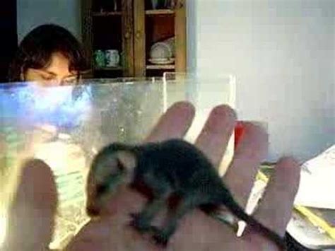 Zarigueya Bebe Youtube