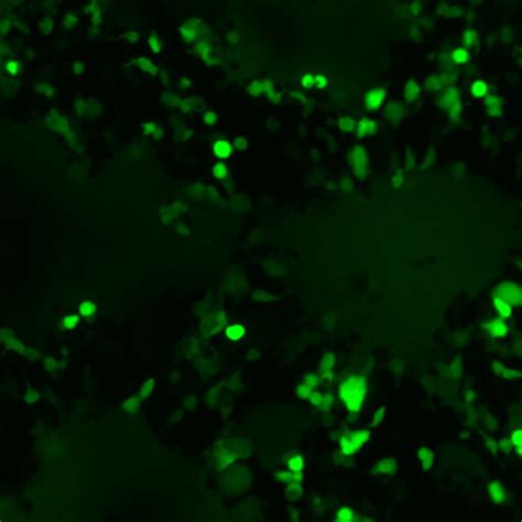 Lulu Liu Peking University Beijing Pku School Of Life Science Research Profile