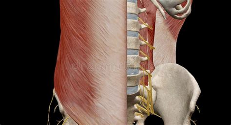 Lumbar Rotation Stock Illustrations 27 Lumbar Rotation Stock