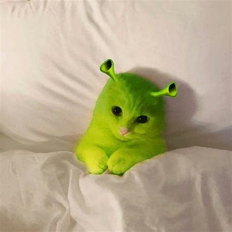 Pin By Pollito • Frito On Imágenes Cat Memes Shrek Cat Cute Cats
