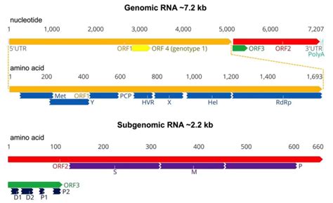 Hepatitis E Virus Structure Genome Transmission Replication