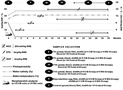 Schematic Drawing Of The Experimental Protocol Adopted Download Scientific Diagram
