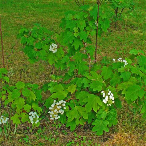 Oakleaf Hydrangea Hydrangea Quercifolia Plant Care And How To Grow Water