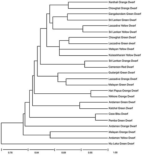 Upgma Cluster Phenogram Showing The Genetic Relationships Among The 25 Download Scientific