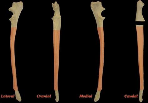 Osteology Of The Ulna Flashcards Quizlet