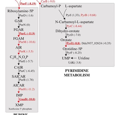 Scheme Of The Purine And Pyrimidine Biosynthesis Pathways In Dickeya