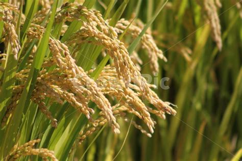 벼 작물 가을 곡식 Oryzasativa 사진이미지일러스트캘리그라피 산사람작가