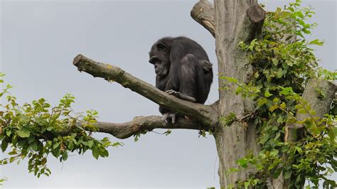 원숭이 대주교 침팬지 Pixabay의 무료 사진