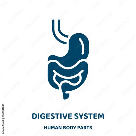 Digestive System Vector Icon From Human Body Parts Collection Medical Filled Flat Symbol For