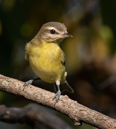 Bird Photography Techniques Master Stunning Shots Easily Birds