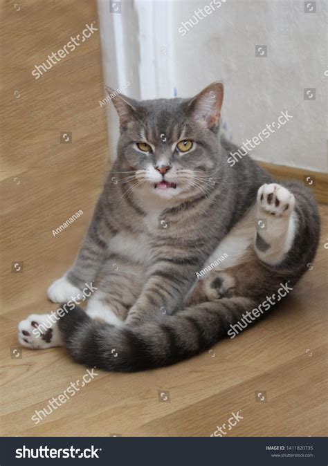Pope Washing Feet Images Stock Photos Vectors Shutterstock