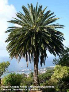 Types Of California Palm Trees With Identification Pictures And Names