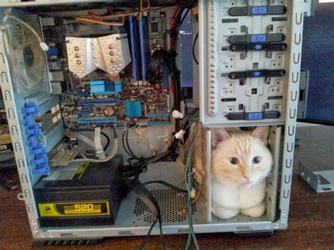 Create Meme Cat Computer Sysadmins Cat Pictures Meme