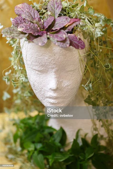 실내 꽃의 곱슬 어린 여자의 머리에 머리 처럼 보이게 예쁜 여자의 머리의 형태로 만든 Houseplants 냄비 0명에 대한 스톡 사진 및 기타 이미지 Istock