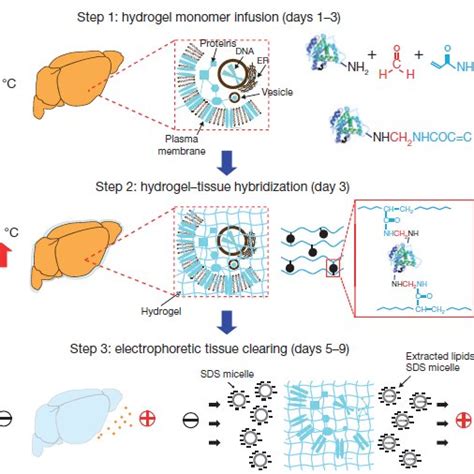 Decellularization And Recellularization A Simple Schematic To Show The Download Scientific