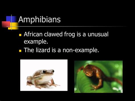 The Five Classes Of Vertebrates Youtube