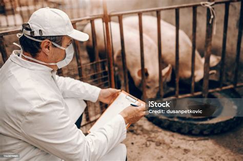 흰 털 마스크 모자를 들고 있는 수 의사의 측면도로 서 코트 옆에서 웅 크 리고 돼지를 확인 합니다 돼지우리에 대한 스톡 사진 및 기타 이미지 Istock