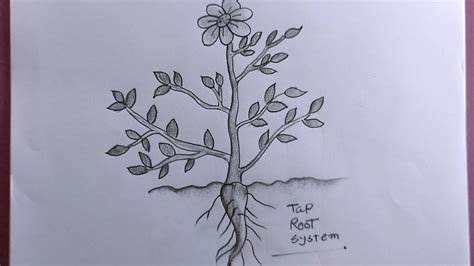 How To Draw A Tap Root System At Rita Block Blog