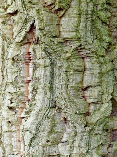 Cork Oak Bark Pattern Tree Bark Texture Oak Tree Bark Tree Textures