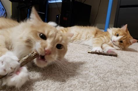 30 Things From Amazon Thatll Help You Clean Your Cat Without A Fight