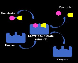 Lecture 1 enzymes Flashcards | Quizlet