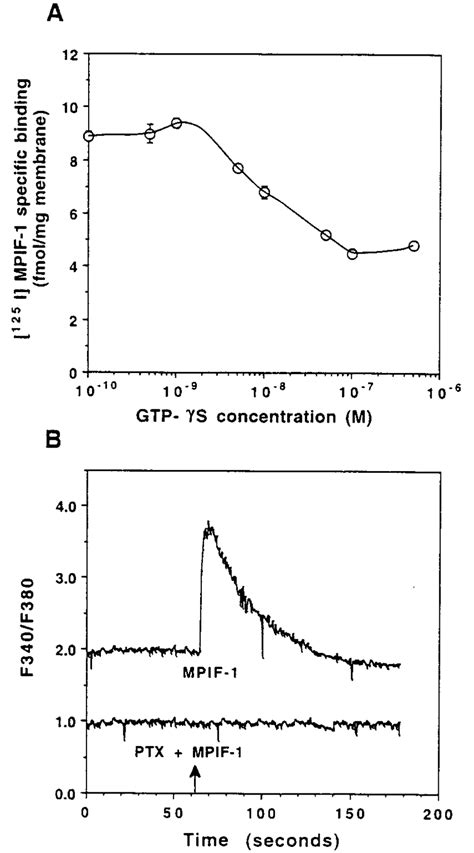 g protein s is involved in mpif 1 binding and receptor activation a