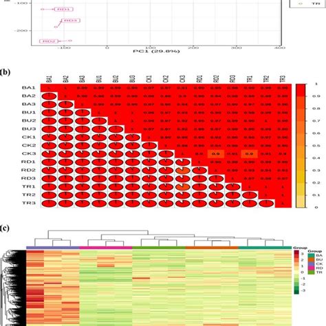 Seed Morphology Under Different Light Treatments Ck Wheat Grains Of