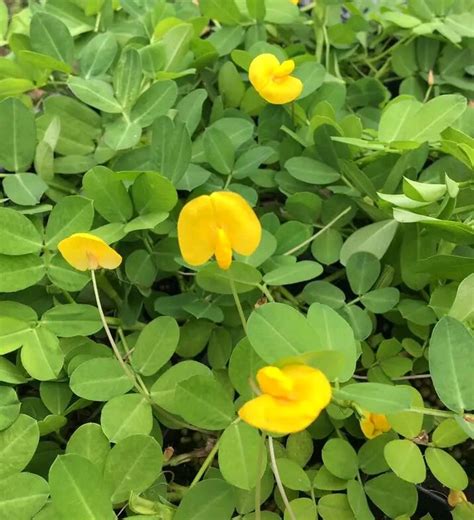 Peanut Grass Lazada Ph