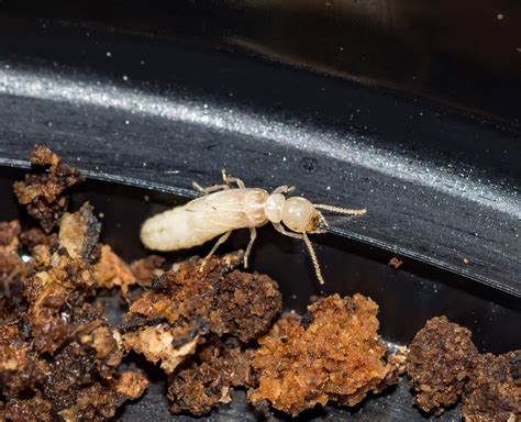 100 Termite Wallpapers