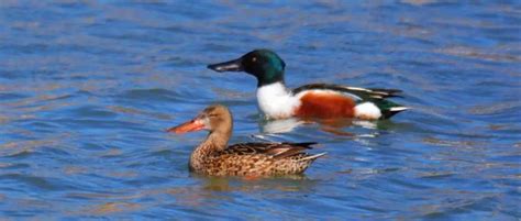 面对别人的夸赞，必须解决好两个关键，否则就会变成傻瓜蛋回应张萌时候