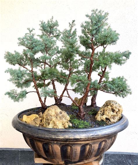 Bonsai Bosque Ciprés Azul Bosque Bonsai Jardín De Bonsáis Cipres Azul