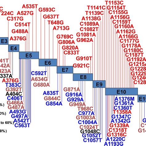The Common Variants And Classification In The G6pd Gene The G6pd Gene