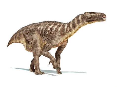 660 Iguanodon Fotografías De Stock Fotos E Imágenes Libres De