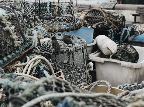 Seaborn — The Hog Literary Magazine