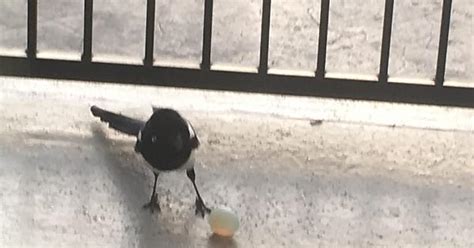 Magpie And Opalite Egg Album On Imgur