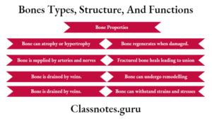 Bones Types Structure And Functions Notes Class Notes