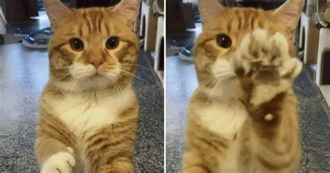 Shelter Cat Waves To Everyone Who Passes By Hoping It Gets Noticed