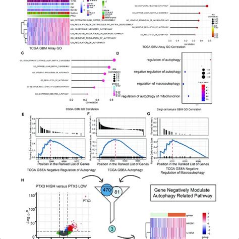 Biofunction Prediction Based On PTX Expression A The Download Scientific Diagram