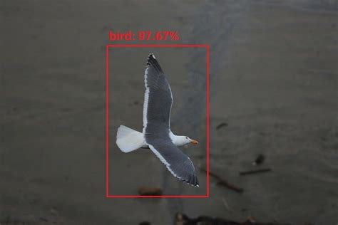 Smart Bird Watcher — Customizing Pre Trained Ai Models To Detect Birds Of Interest By Soheil