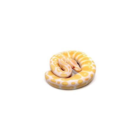 Python Regius Albinos Python Royal Python Regius Albinos Python Royal
