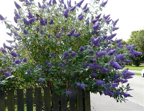 Buddleja Lochinch Буддлея давида Кустарники Буддлея