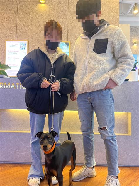 미니핀믹스 줍줍 고양이무료분양 포메라니안분양 이탈리안그레이하운드분양가 반려견 스코티시폴드분양 불독 부산강아지분양 폼피츠