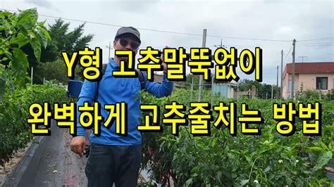 Y형 고추말뚝 없이 일자 말뚝으로 고추줄 완벽하게 치는 방법 Youtube
