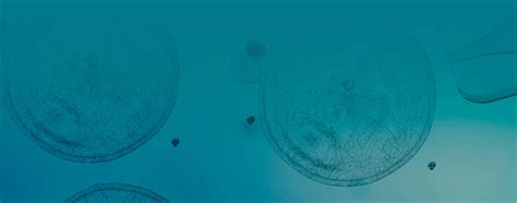 Organoids Industry News Stem Cell Research News Isoor