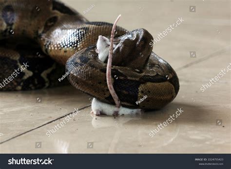 How Do Pythons Kill Their Prey At Curtis Dolan Blog